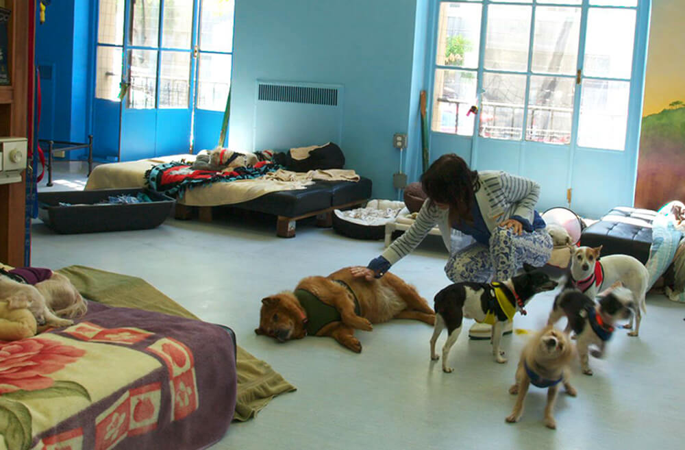 Ep. 35: A Podcast for Dog Lovers